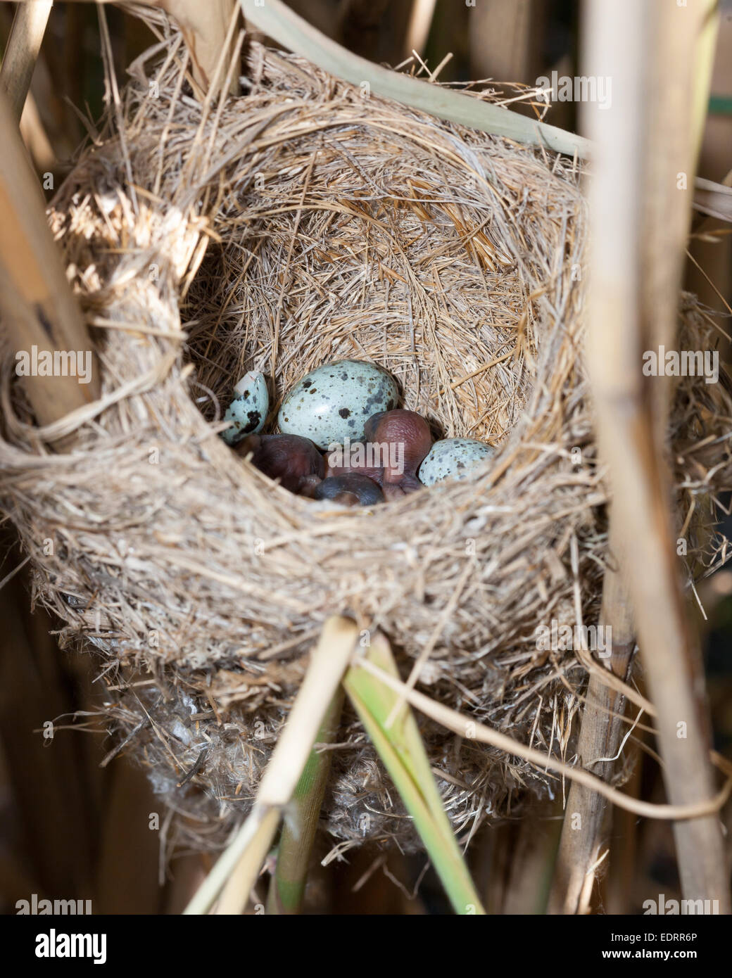 Nest of the Great Reed Warbler (Acrocephalus arundinaceus) in the ...
