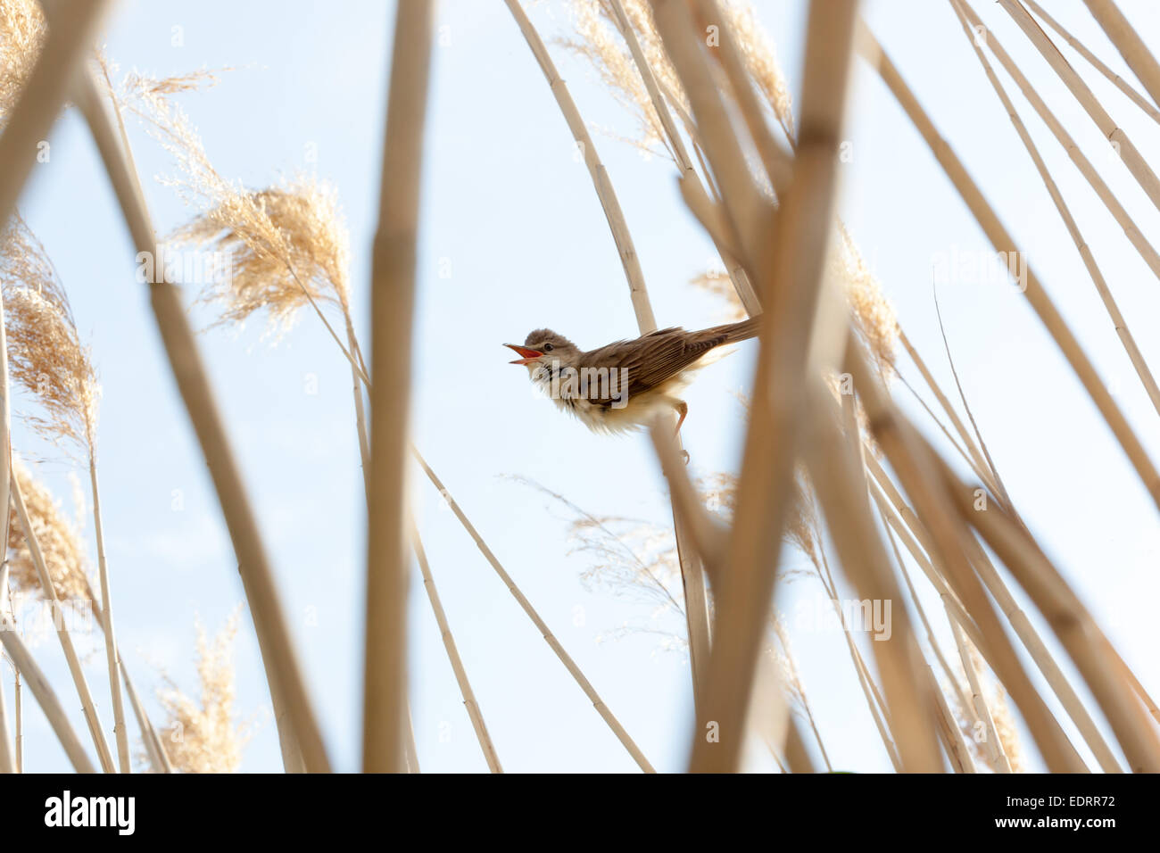 Great Reed Warbler (Acrocephalus arundinaceus).Wild bird in a natural ...