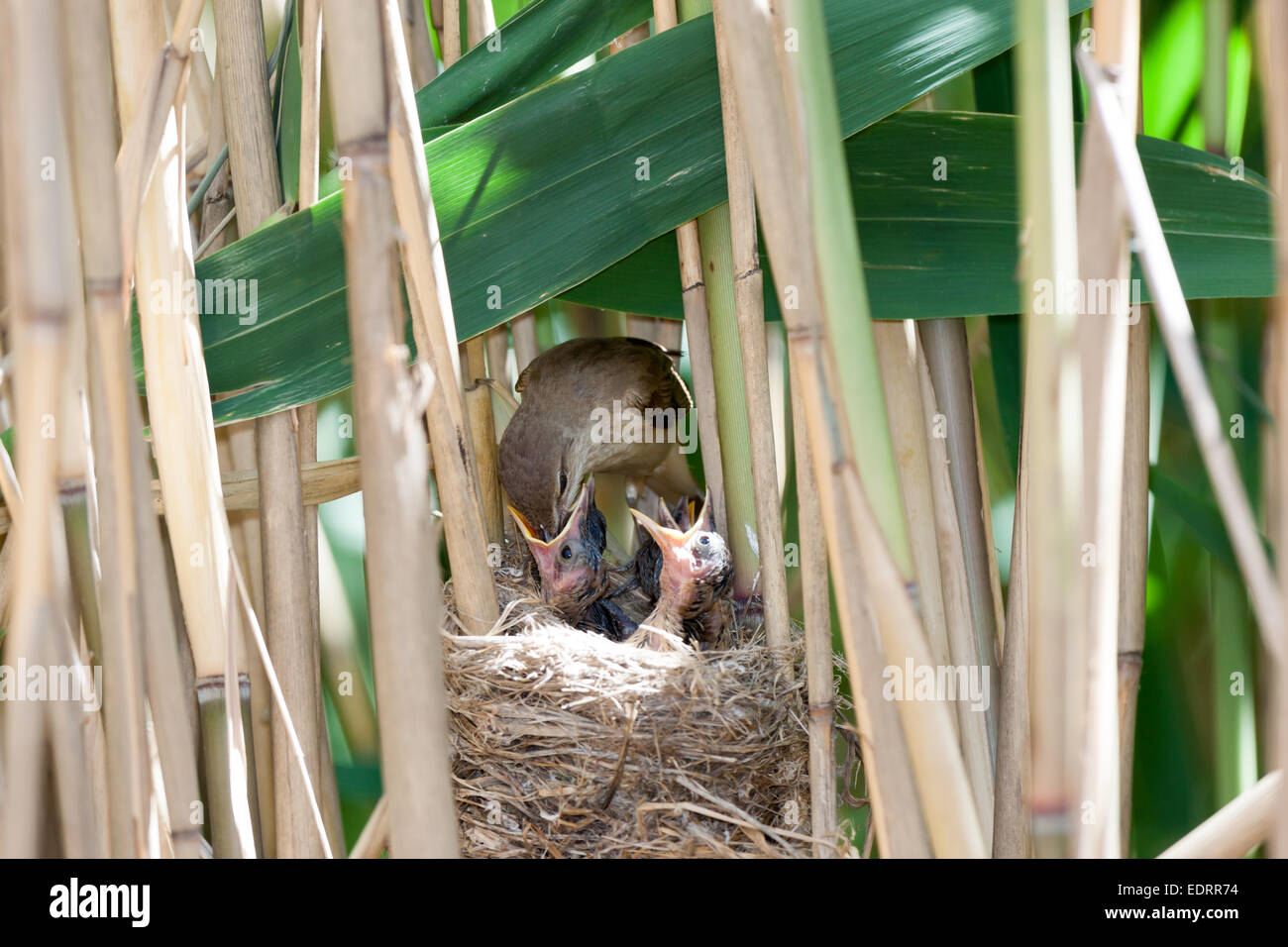 Nest of the Great Reed Warbler (Acrocephalus arundinaceus) in the ...