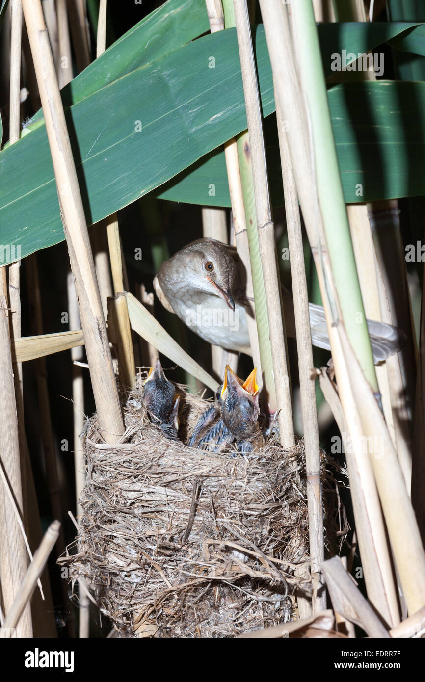 Nest of the Great Reed Warbler (Acrocephalus arundinaceus) in the ...