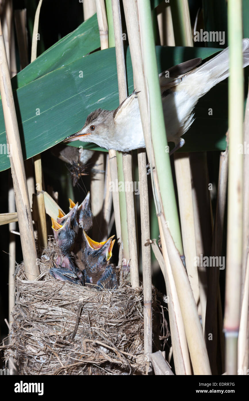 Nest of the Great Reed Warbler (Acrocephalus arundinaceus) in the ...