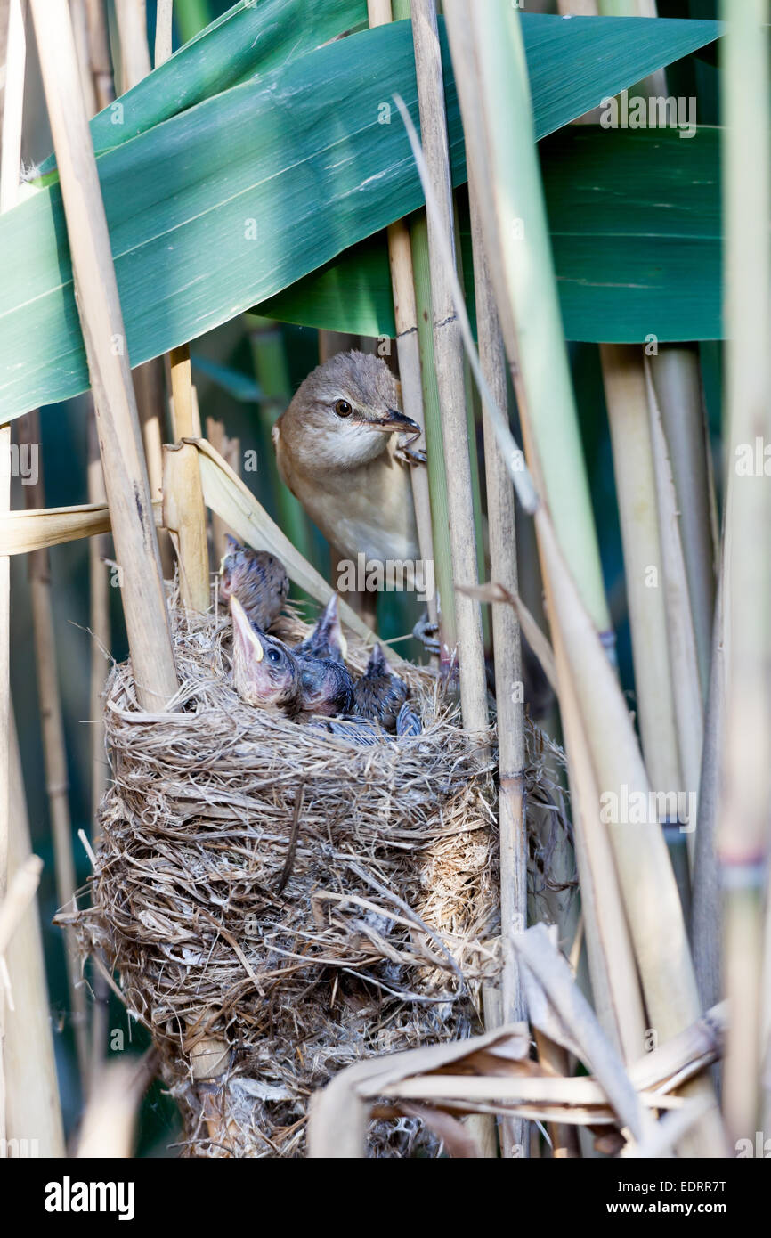 Nest of the Great Reed Warbler (Acrocephalus arundinaceus) in the ...