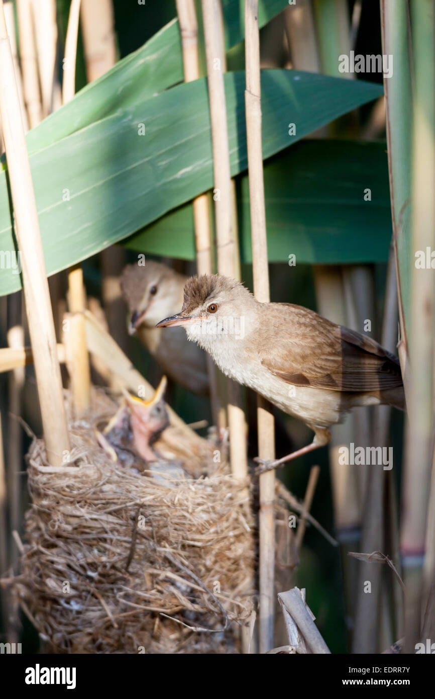 Nest of the Great Reed Warbler (Acrocephalus arundinaceus) in the ...