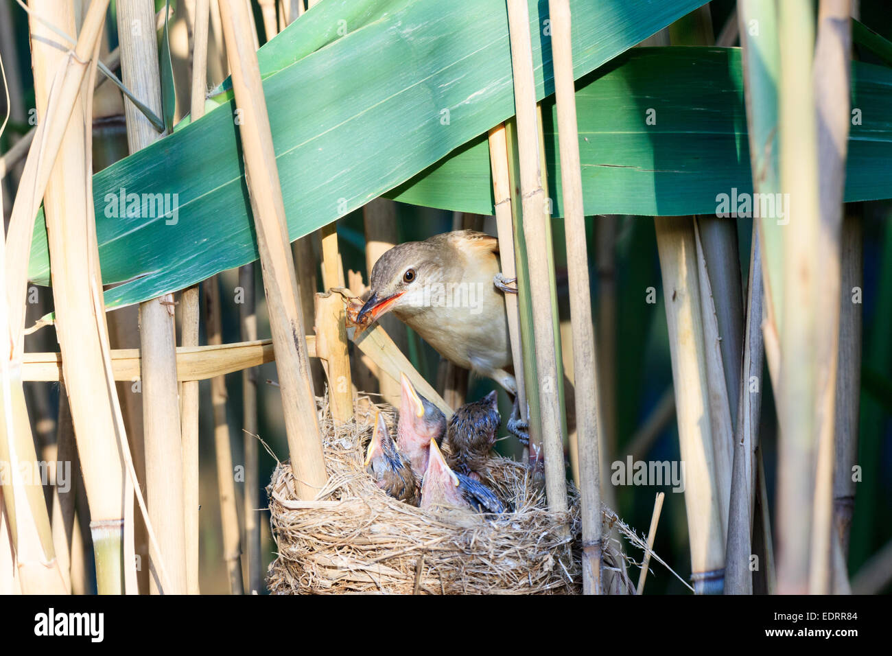 Nest of the Great Reed Warbler (Acrocephalus arundinaceus) in the ...