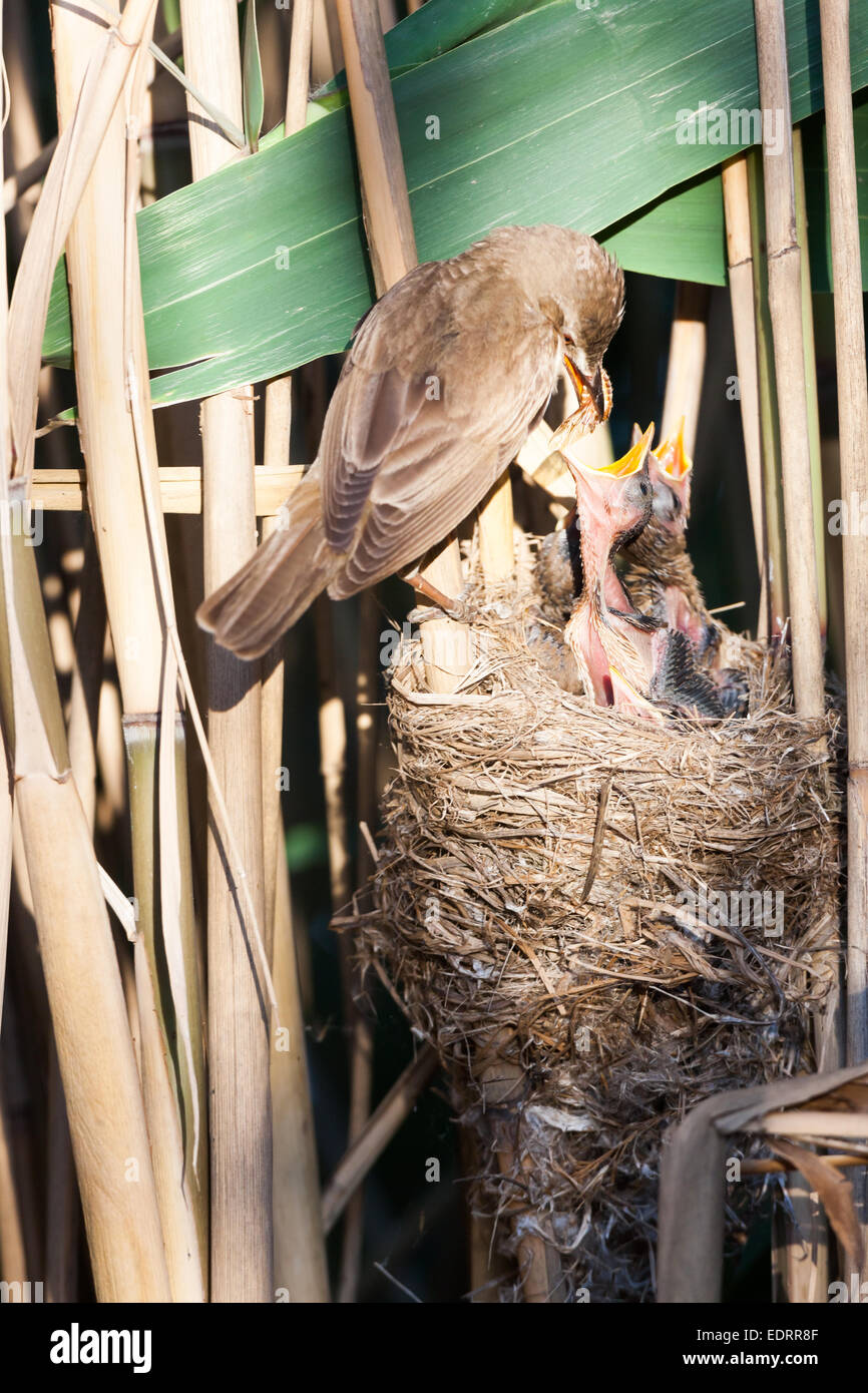 Nest of the Great Reed Warbler (Acrocephalus arundinaceus) in the ...