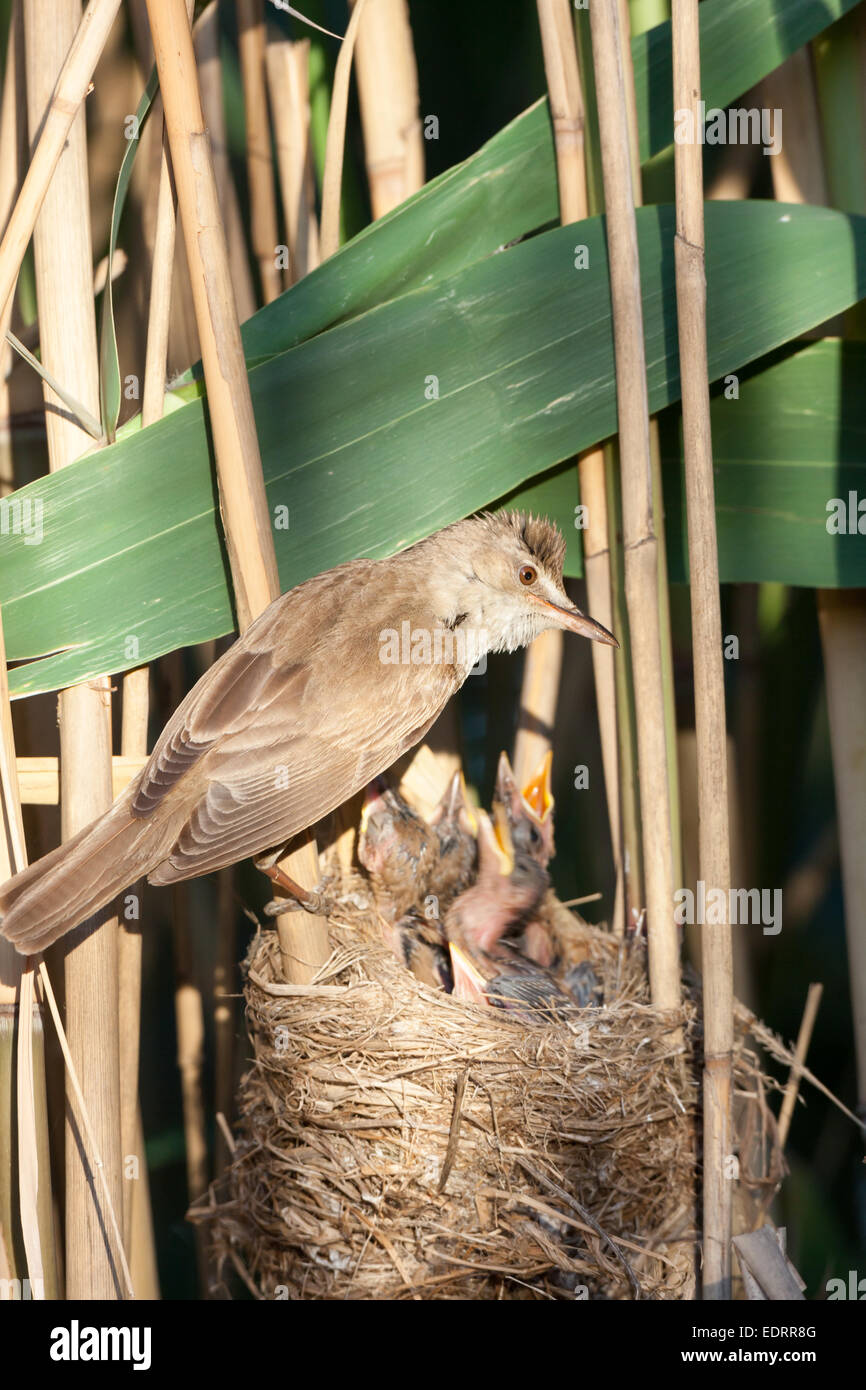 Nest of the Great Reed Warbler (Acrocephalus arundinaceus) in the ...