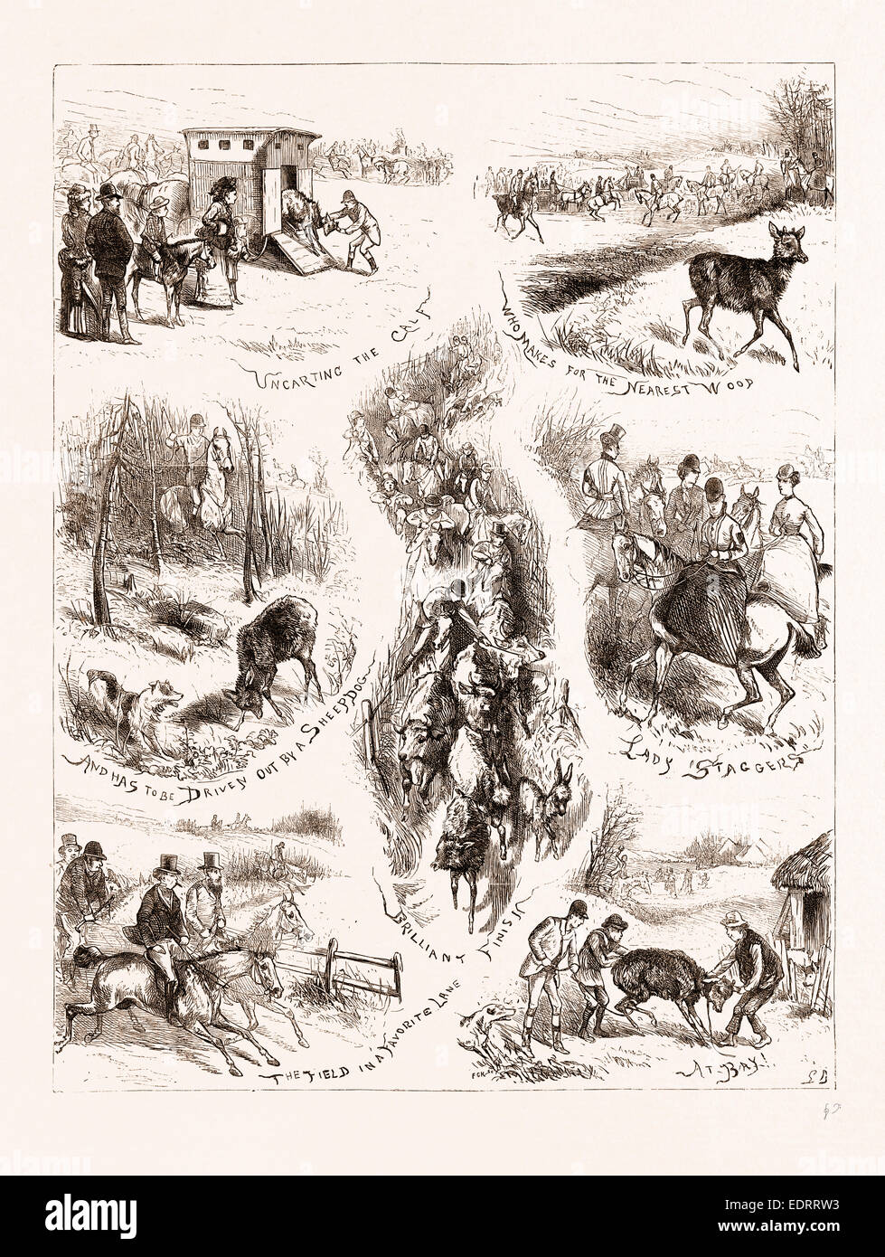 A DAY WITH AN UNTRIED DEER Stock Photo - Alamy