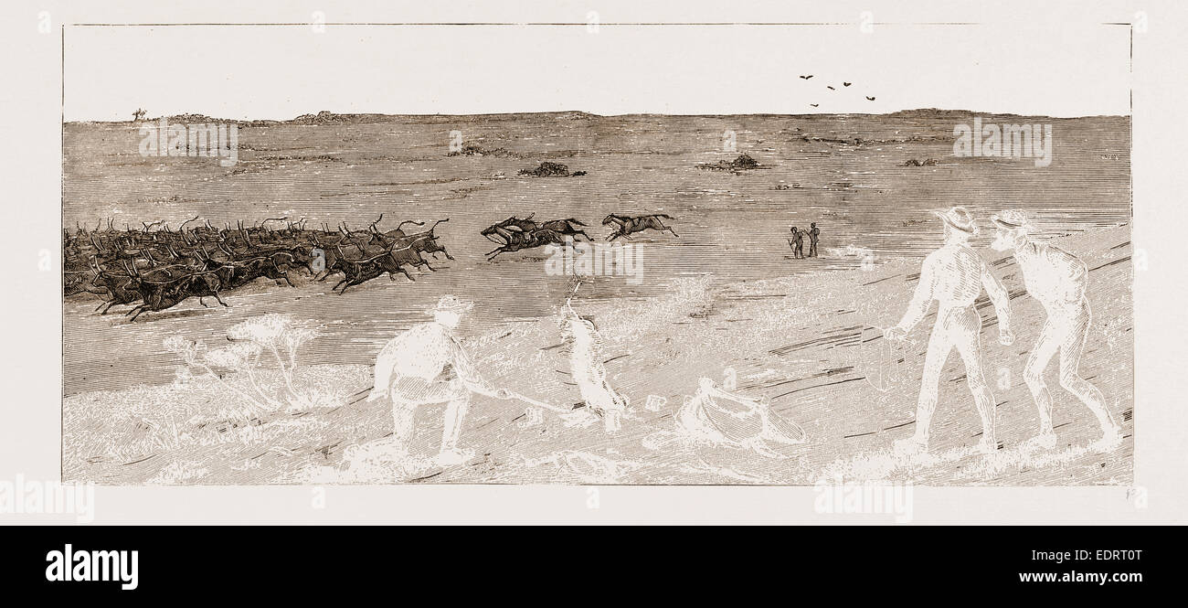 Cattle stampede hi-res stock photography and images - Alamy