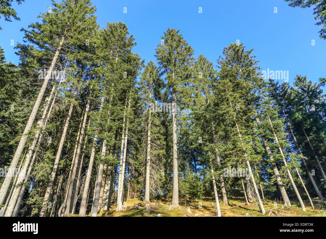 Forest ground low angle hi-res stock photography and images - Alamy