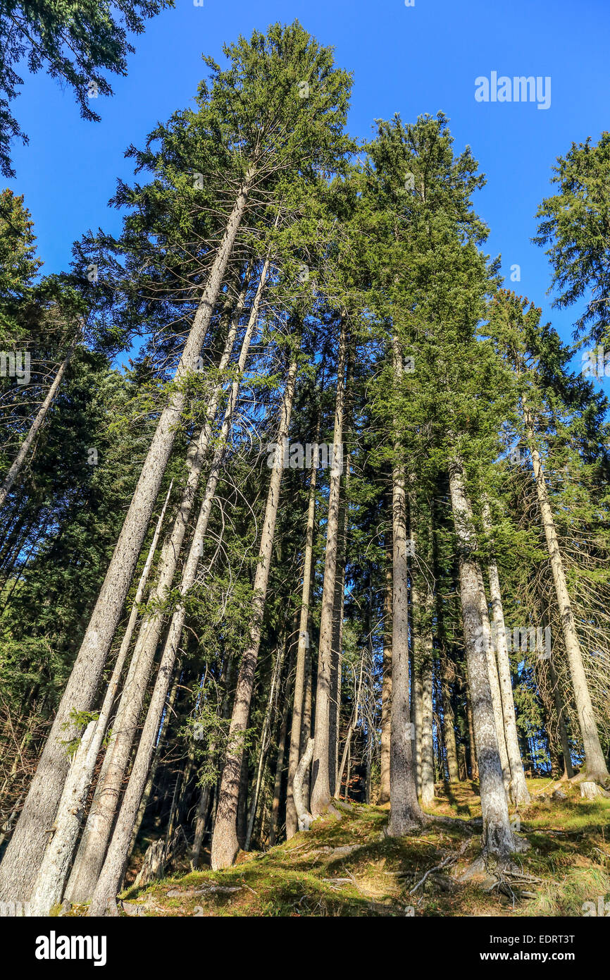 Low angle view of fir trees on a sunny day Stock Photo - Alamy