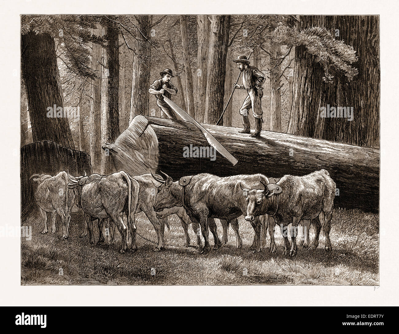 19th century logging hi-res stock photography and images - Alamy