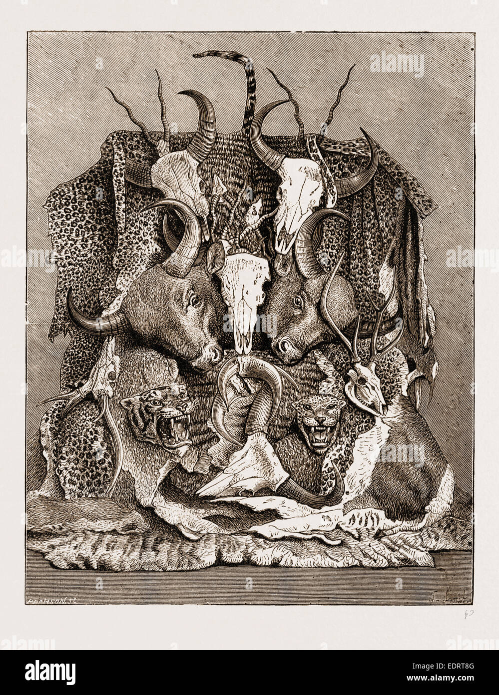 THE WILD GAME OF ASIA, HUNTING TROPHIES, 1876; ANTLERS Stock Photo - Alamy