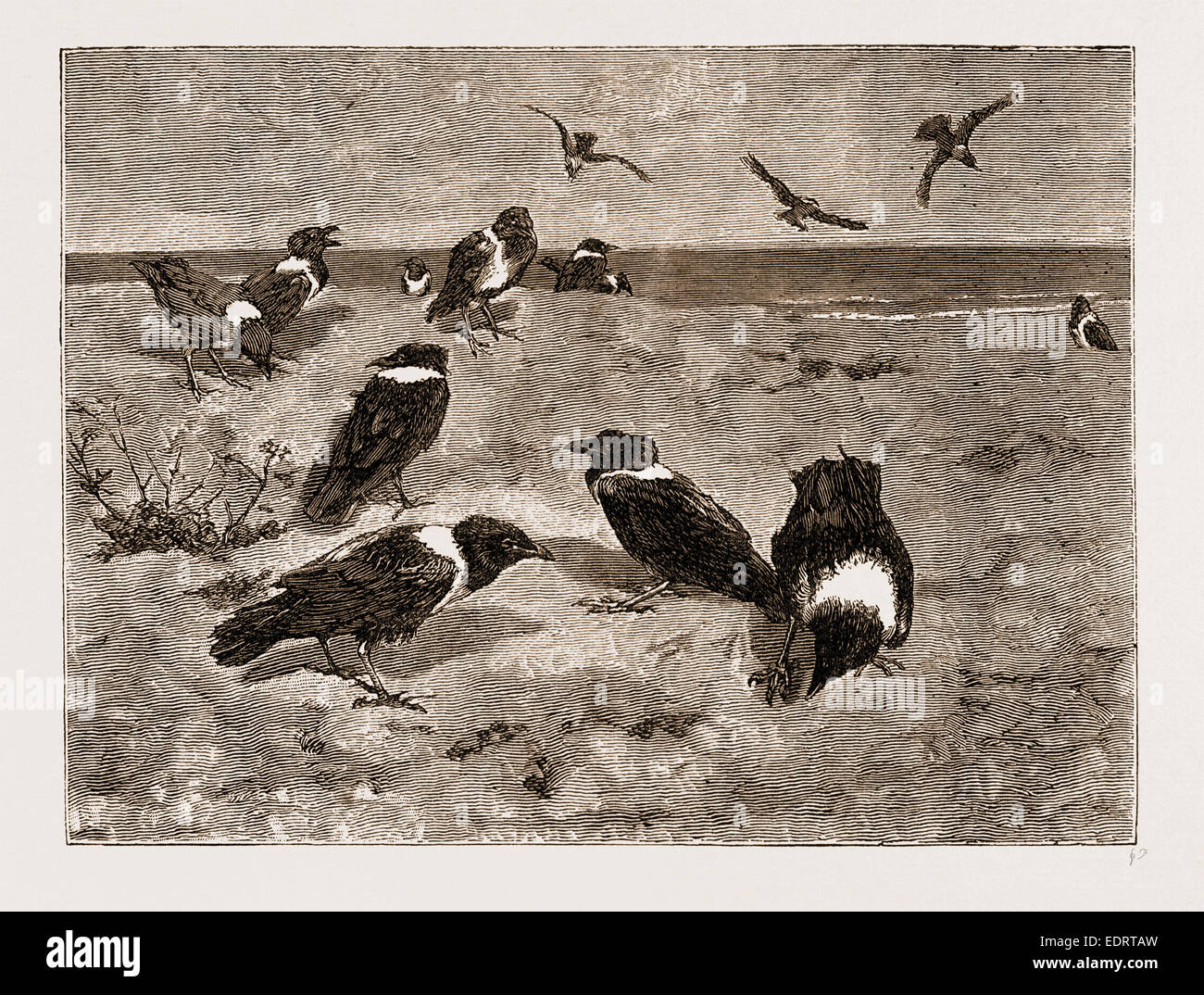 THE RIVER CONGO: Scapulated Crows on the Beach at Banana, 1883 Stock ...