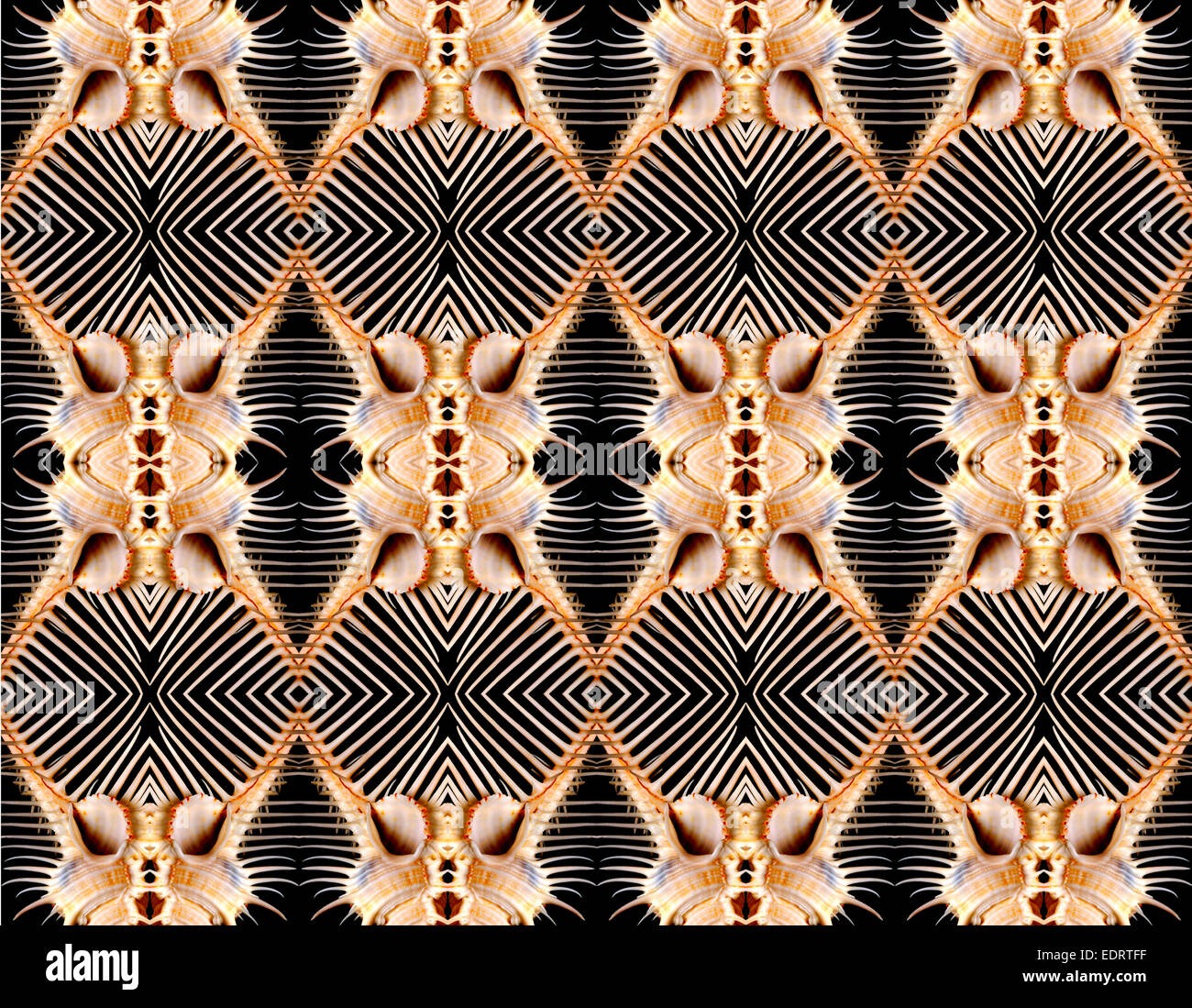 Repeating pattern made from repeated image of a Venus Comb Murex shell ...