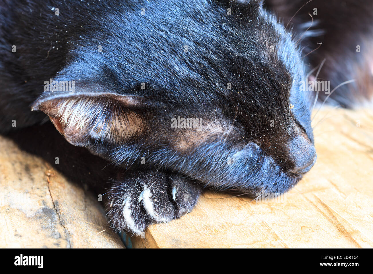 Black cat sleeping hi-res stock photography and images - Alamy