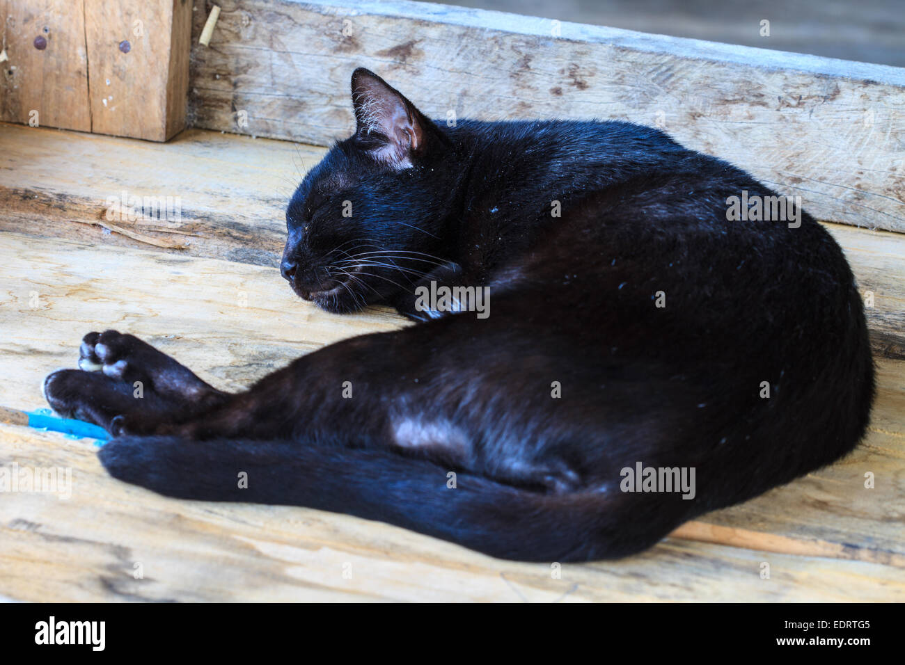 Black cat sleeping hi-res stock photography and images - Alamy