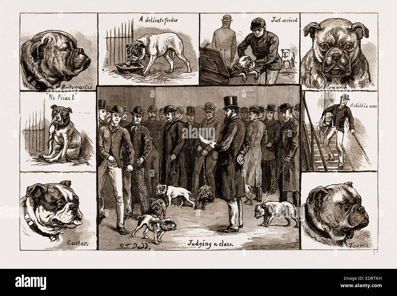 Victorian dog show hi-res stock photography and images - Alamy
