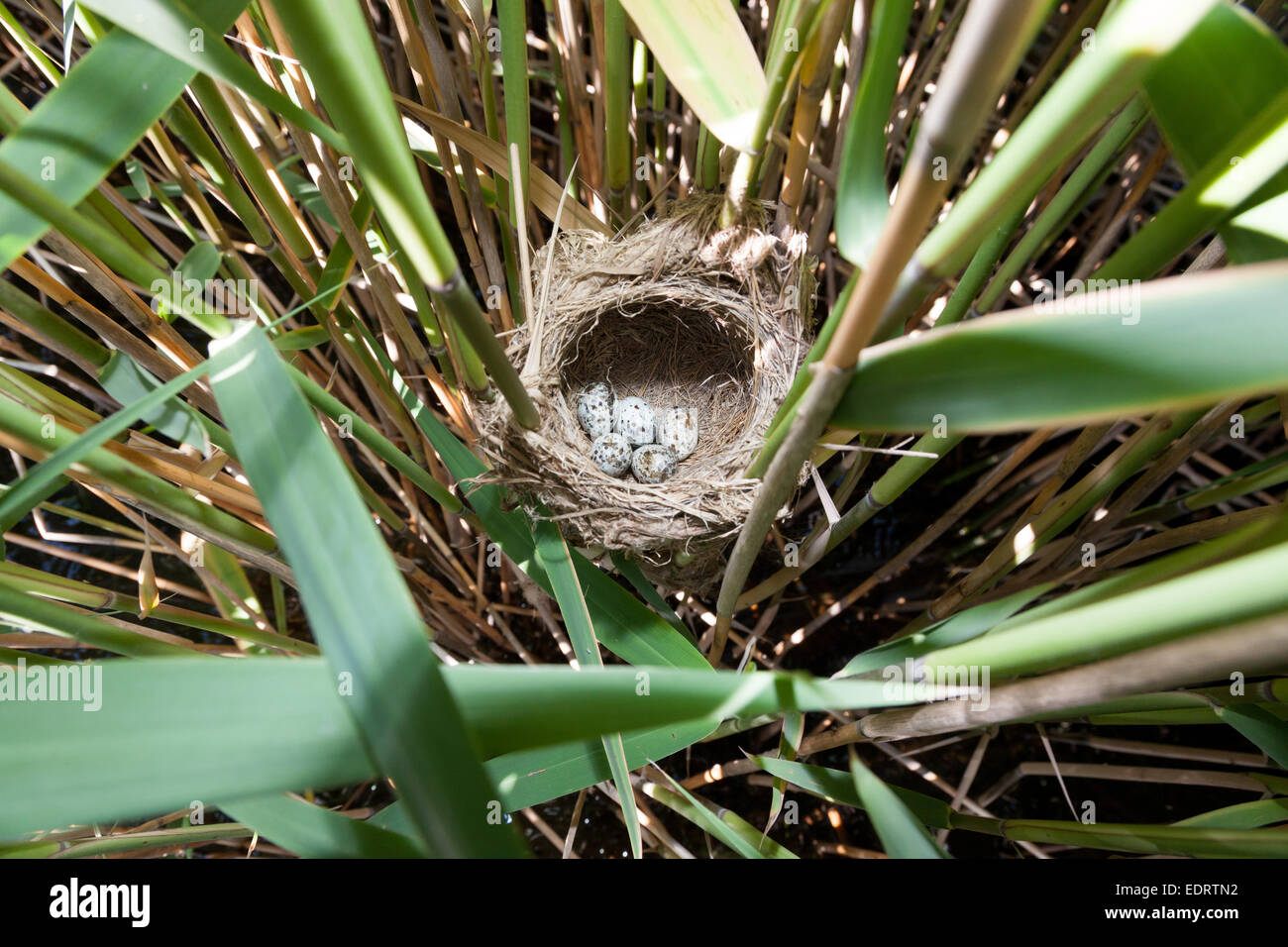 Nest of the Great Reed Warbler (Acrocephalus arundinaceus) in the ...