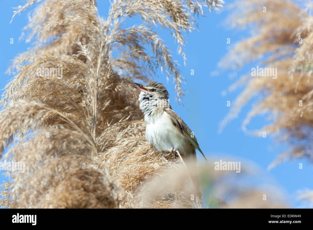 Great Reed Warbler (Acrocephalus arundinaceus).Wild bird in a natural ...