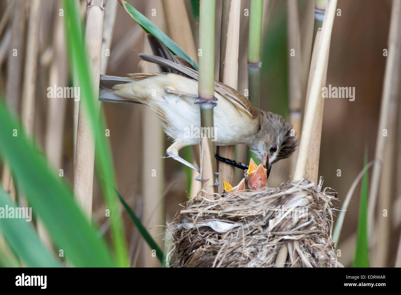 Great reed warbler acrocephalus arundinaceus hi-res stock photography ...