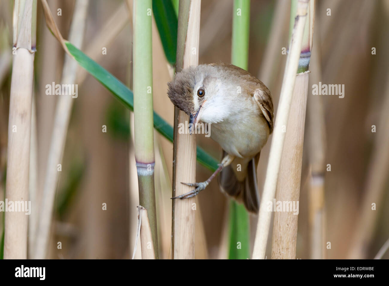 Great Reed Warbler (Acrocephalus arundinaceus).Wild bird in a natural ...