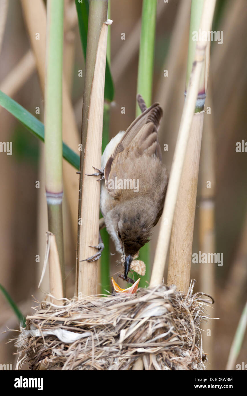 Reed warbler chicks in nest hi-res stock photography and images - Alamy