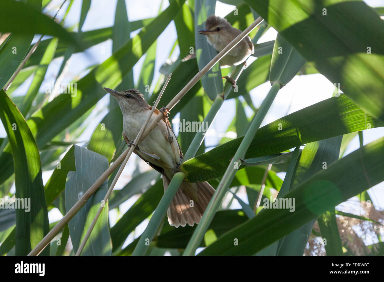 Great Reed Warbler (Acrocephalus arundinaceus).Wild bird in a natural ...