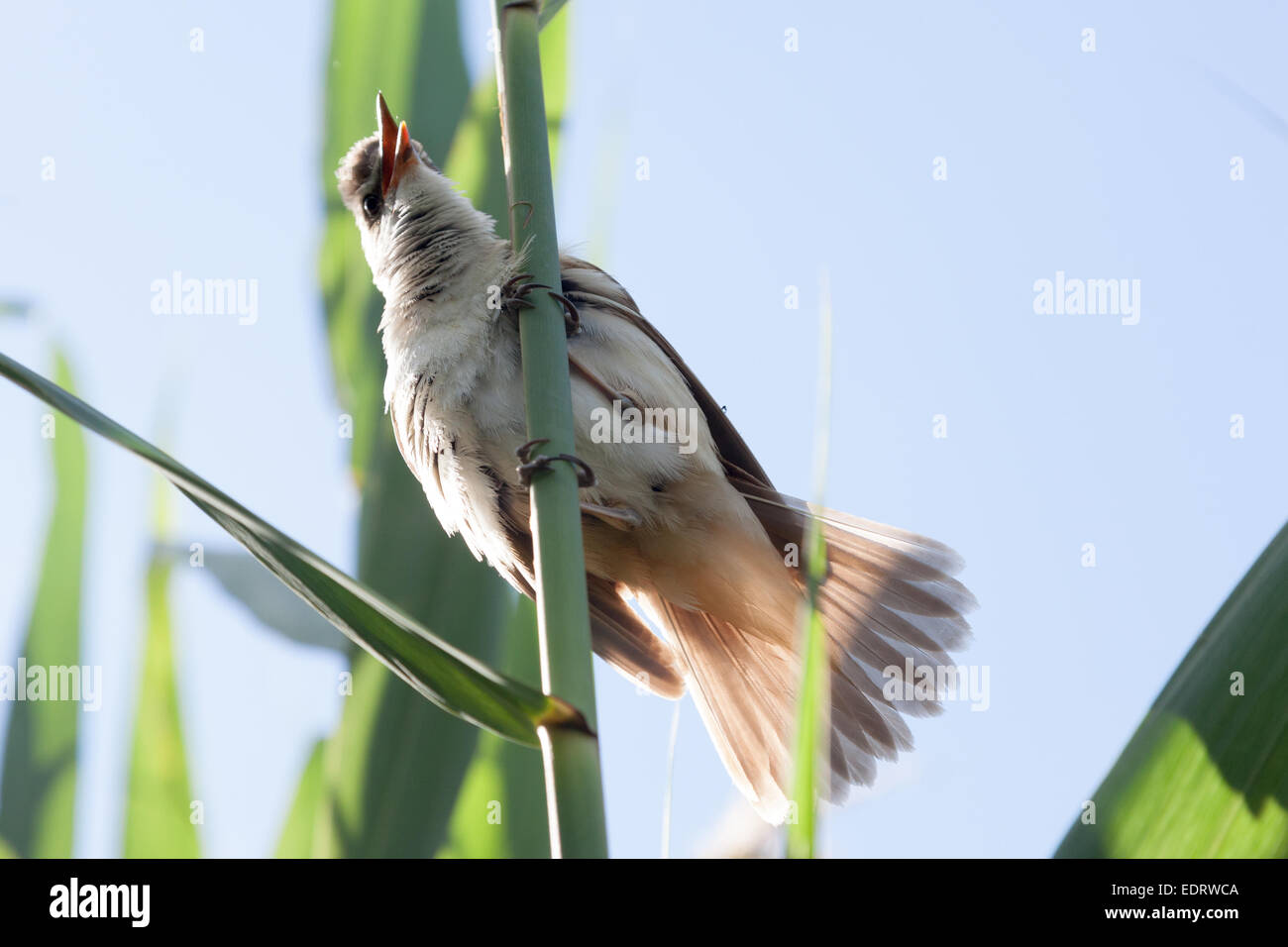 Great Reed Warbler (Acrocephalus arundinaceus).Wild bird in a natural ...