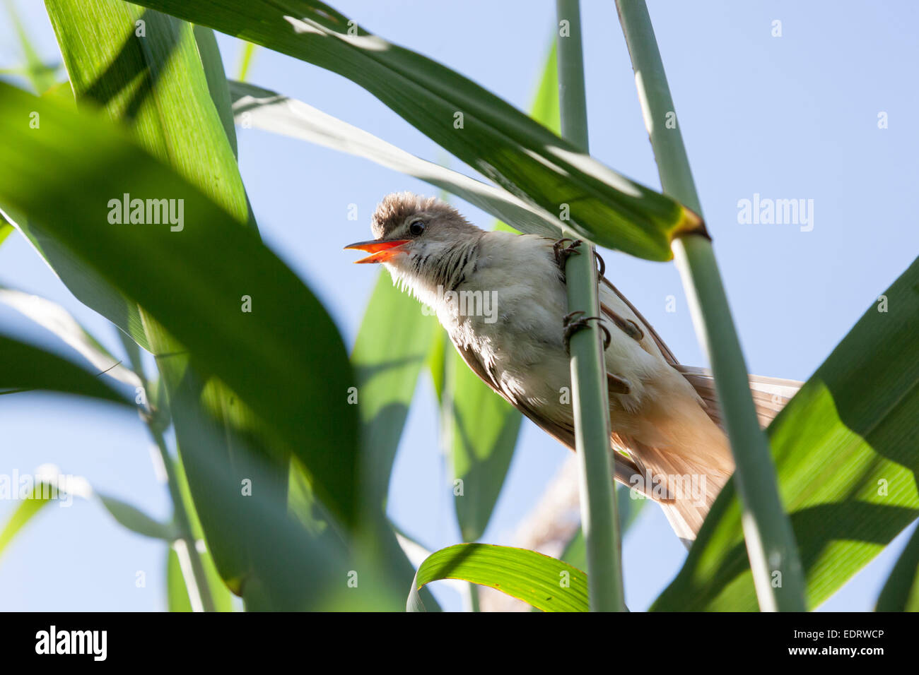 Great Reed Warbler (Acrocephalus arundinaceus).Wild bird in a natural ...