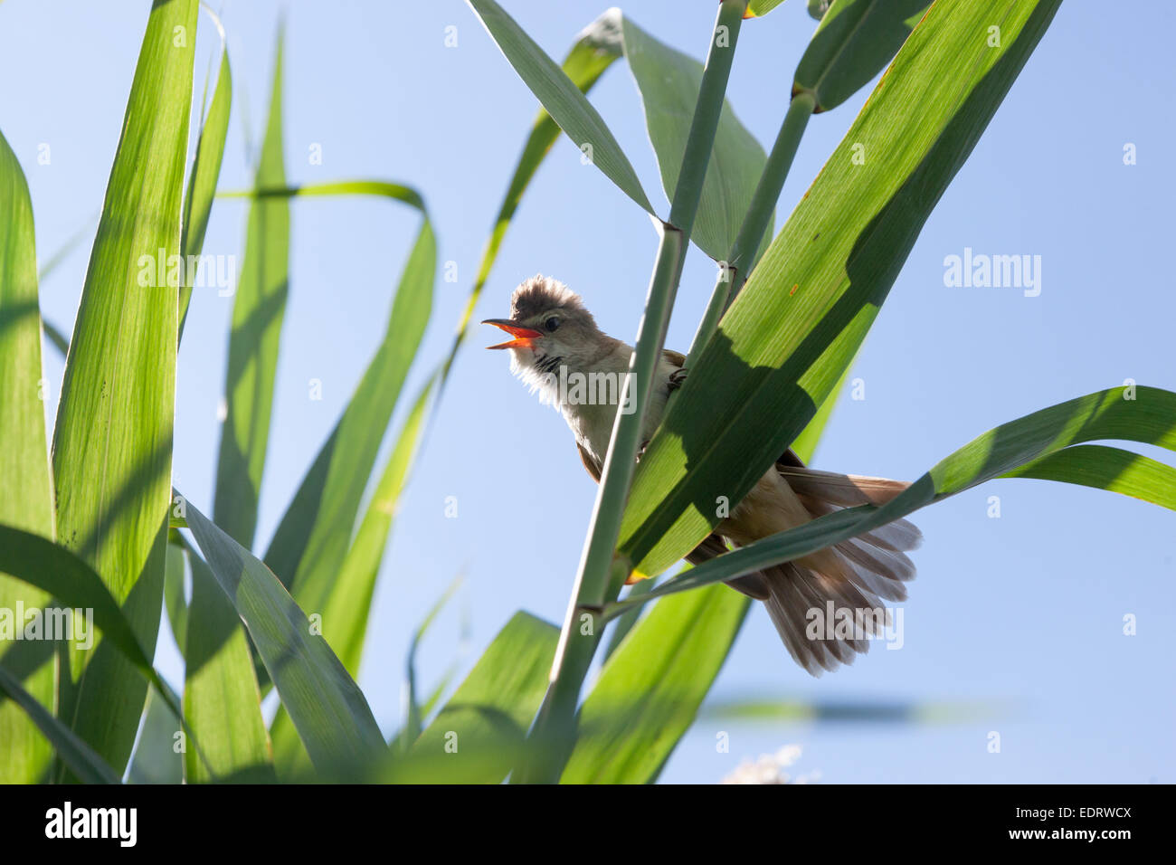 Great Reed Warbler (Acrocephalus arundinaceus).Wild bird in a natural ...