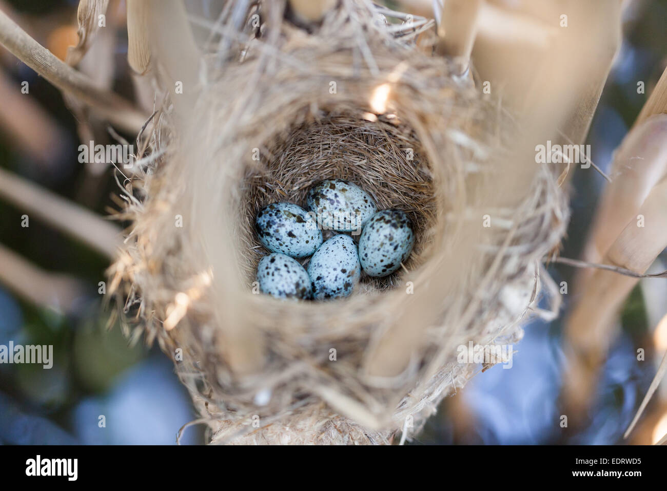 Nest of the Great Reed Warbler (Acrocephalus arundinaceus) in the ...