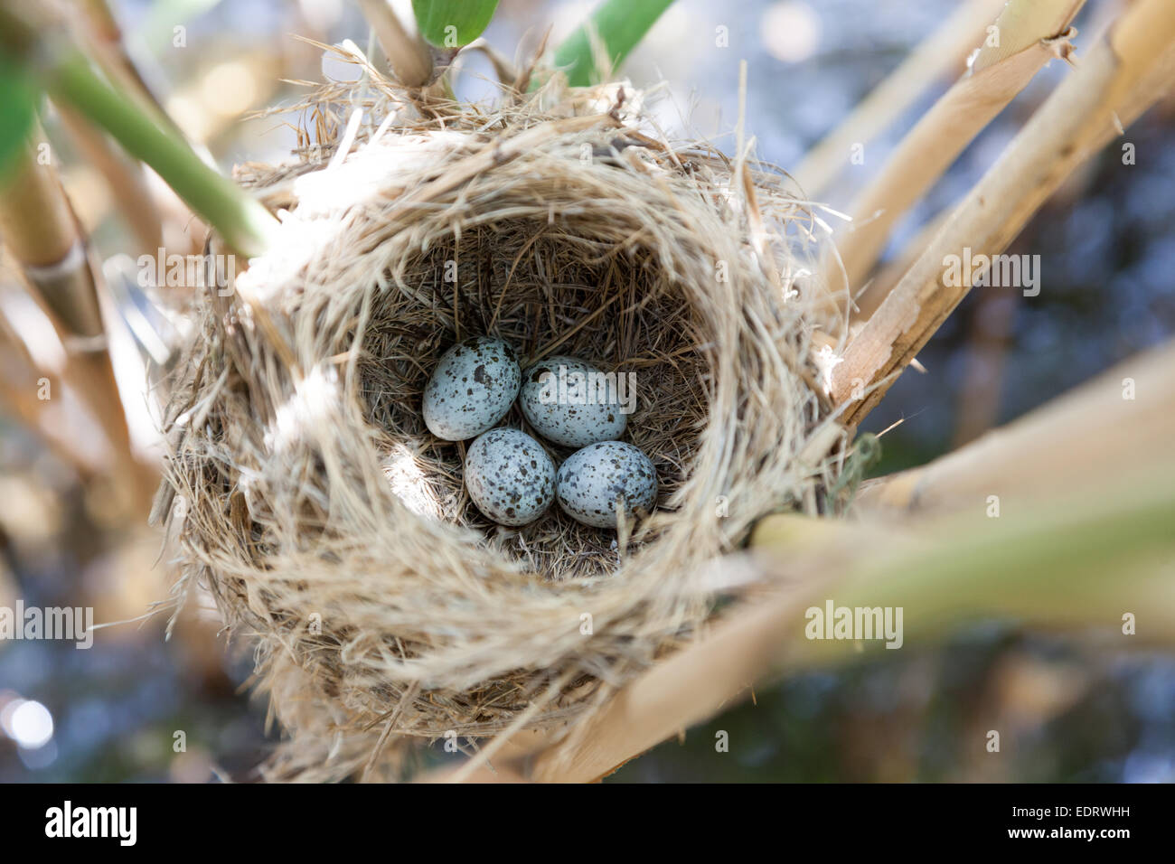 Acrocephalus arundinaceus nest hi-res stock photography and images - Alamy