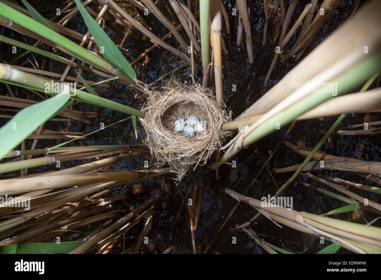 Acrocephalus arundinaceus nest hi-res stock photography and images - Alamy