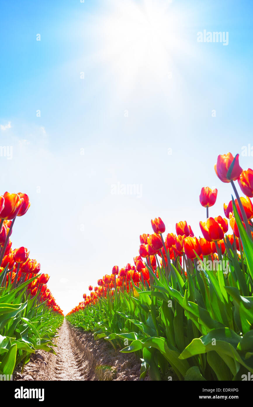 View from ground of beautiful orange tulips Stock Photo - Alamy