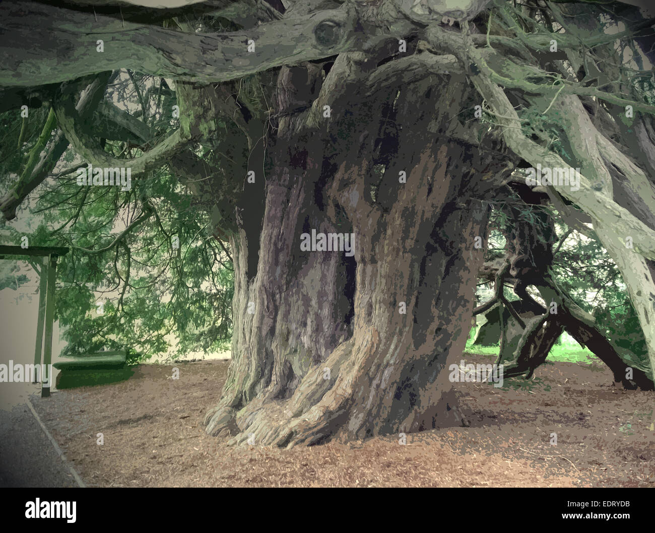 The Doveridge Yew - Trunk, Famous ancient tree which retains a majestic ...