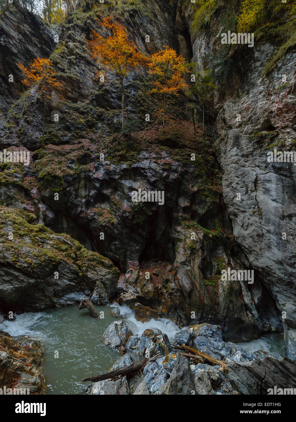 Growing on rocks hi-res stock photography and images - Alamy