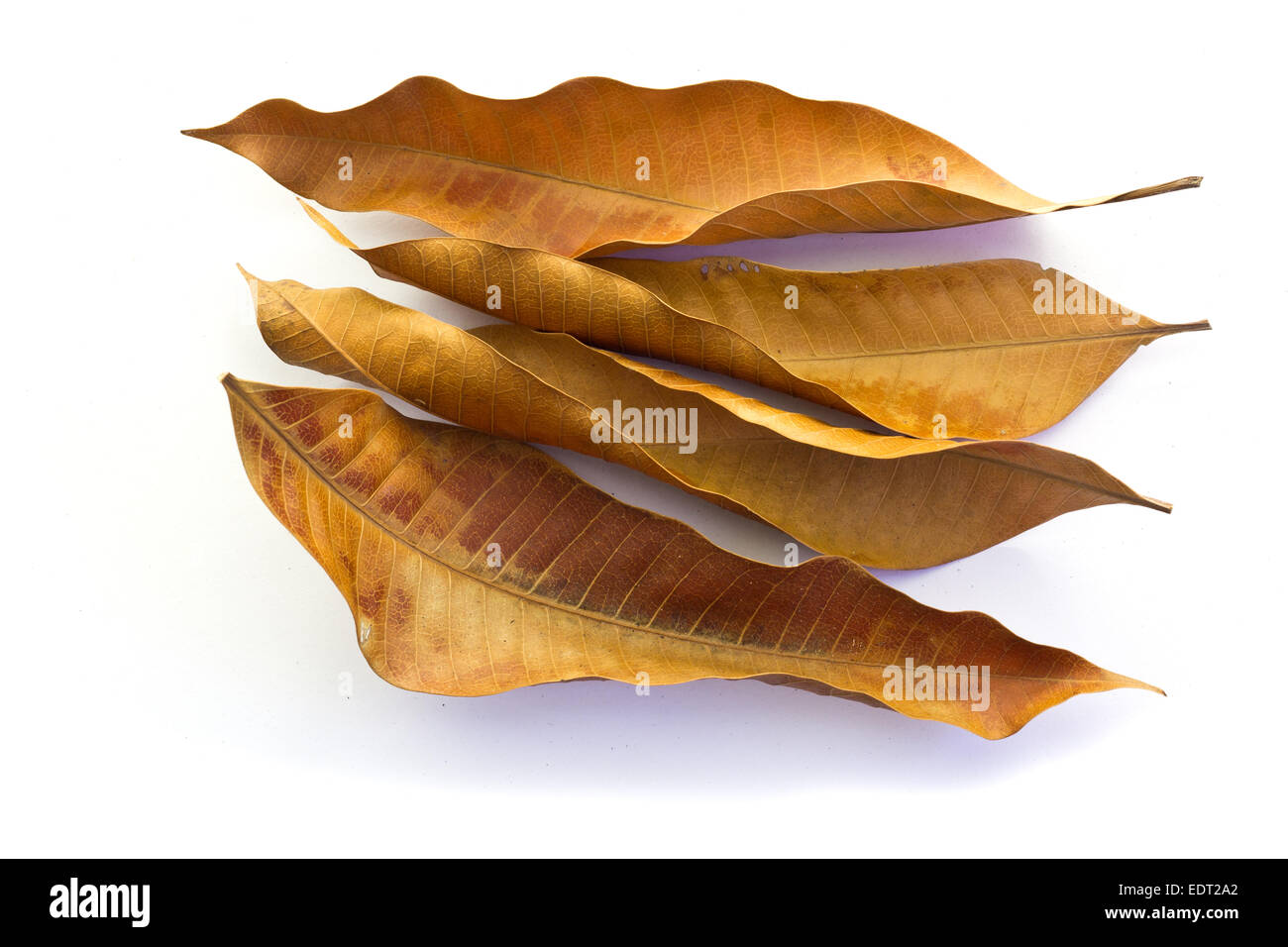 Four dry leaves isolated on white background Stock Photo - Alamy