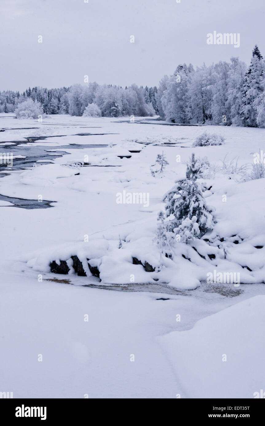 Frozen river at Koitelinkoski with small pine tree Stock Photo - Alamy