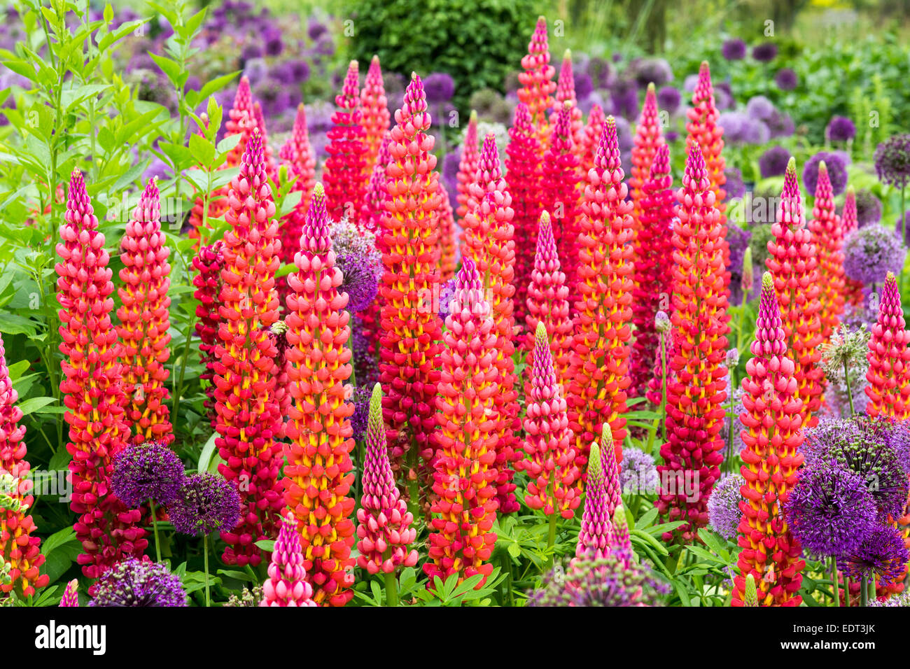 Red lupin flower border hi-res stock photography and images - Alamy