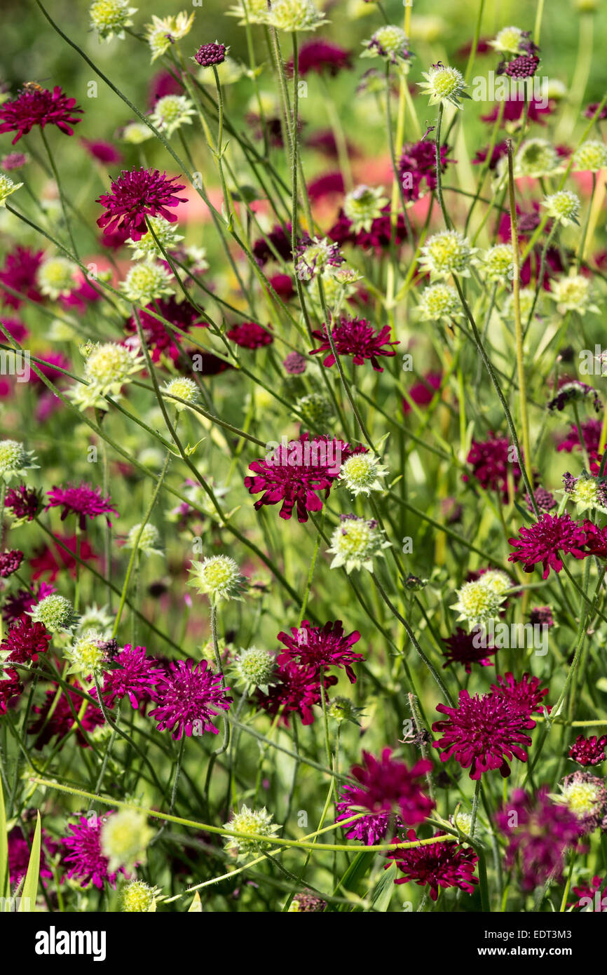 Scabiosa species hi-res stock photography and images - Alamy