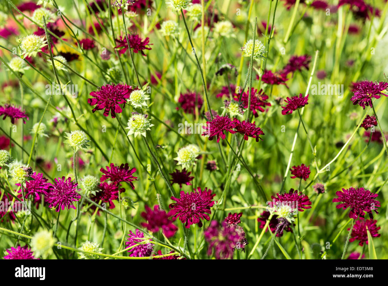 Scabiosa species hi-res stock photography and images - Alamy