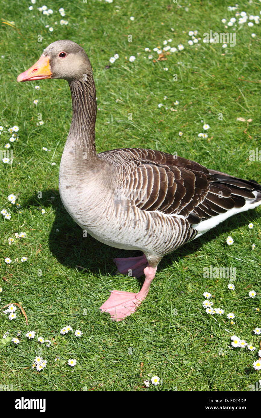 Grey goose on a green grass background Stock Photo - Alamy