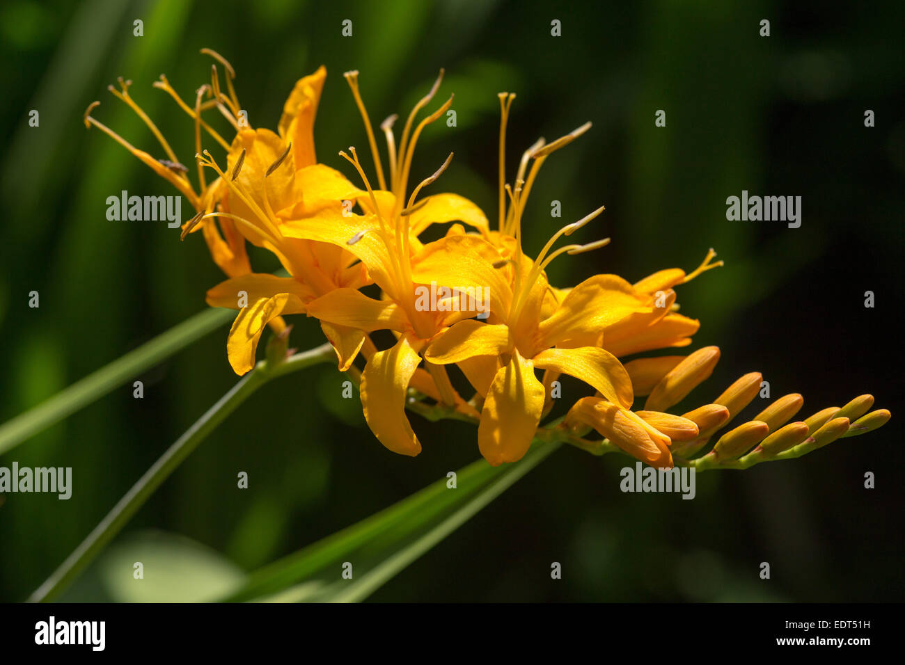 Rowallane garden hi-res stock photography and images - Alamy