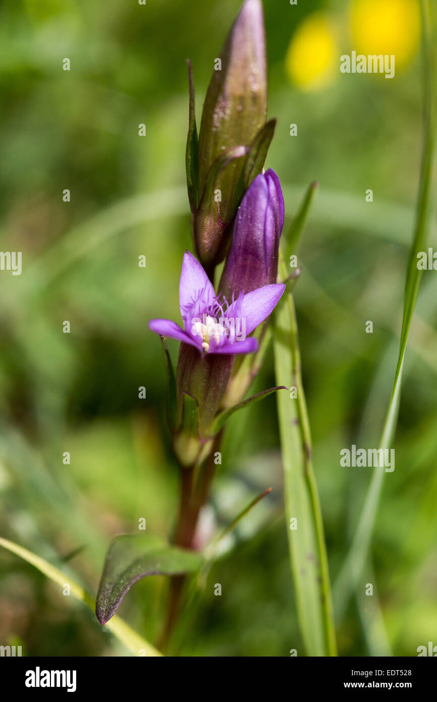 Rare gentian hi-res stock photography and images - Alamy