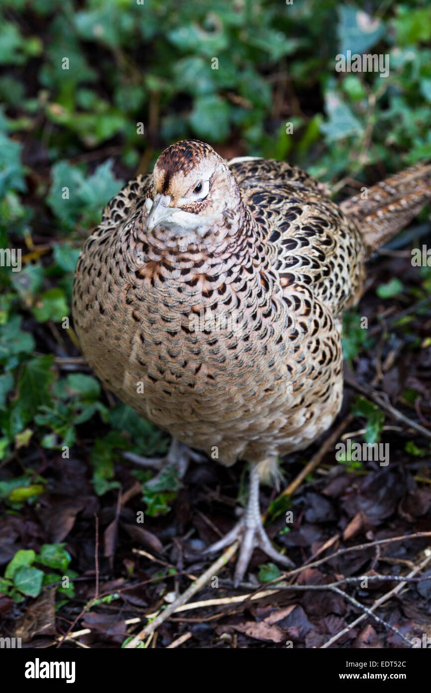 Female Pheasant March 2014 Stock Photo - Alamy