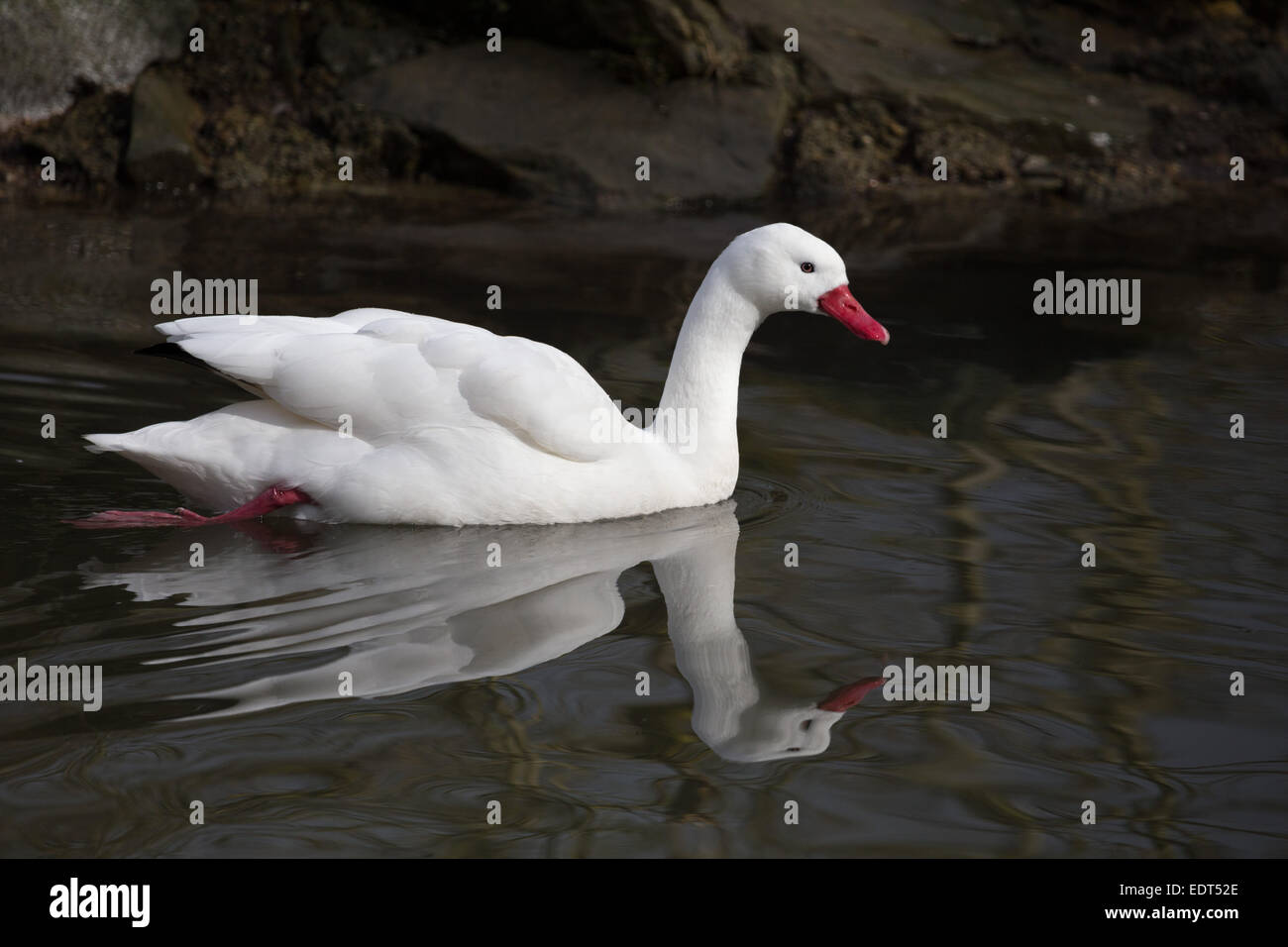 Male Coscoroba Swan March 2014 Stock Photo - Alamy
