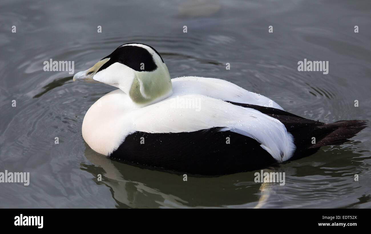 European wildfowl hi-res stock photography and images - Alamy