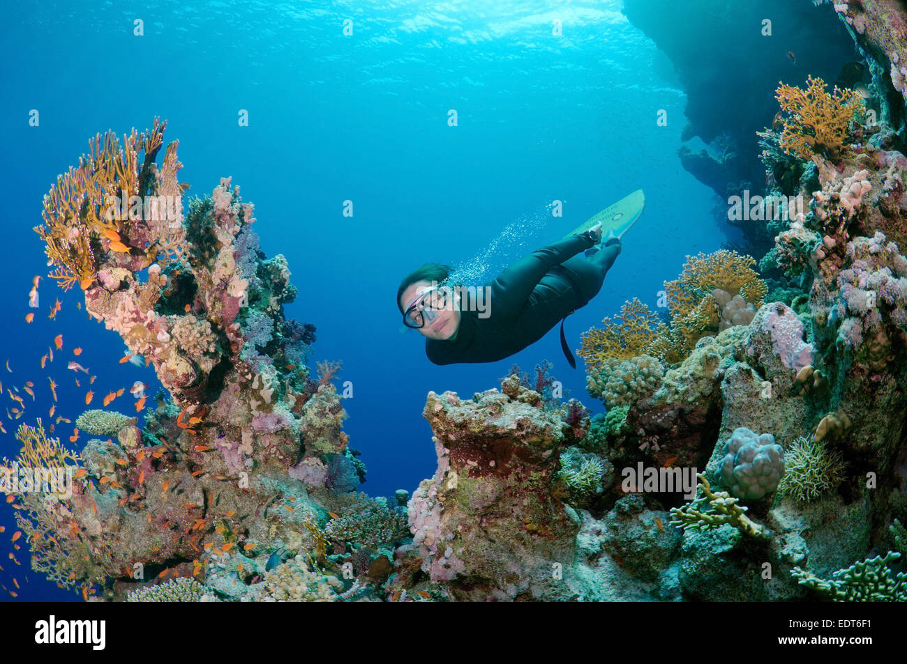 Freediver dives near the coral reef, Red Sea, Egypt Stock Photo - Alamy
