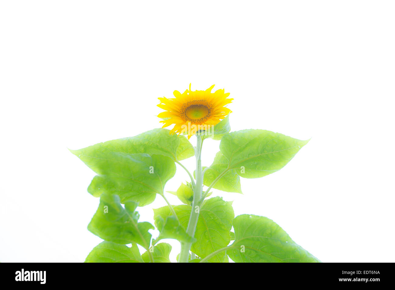 Beautiful bright blooming sunflower hi-res stock photography and images ...