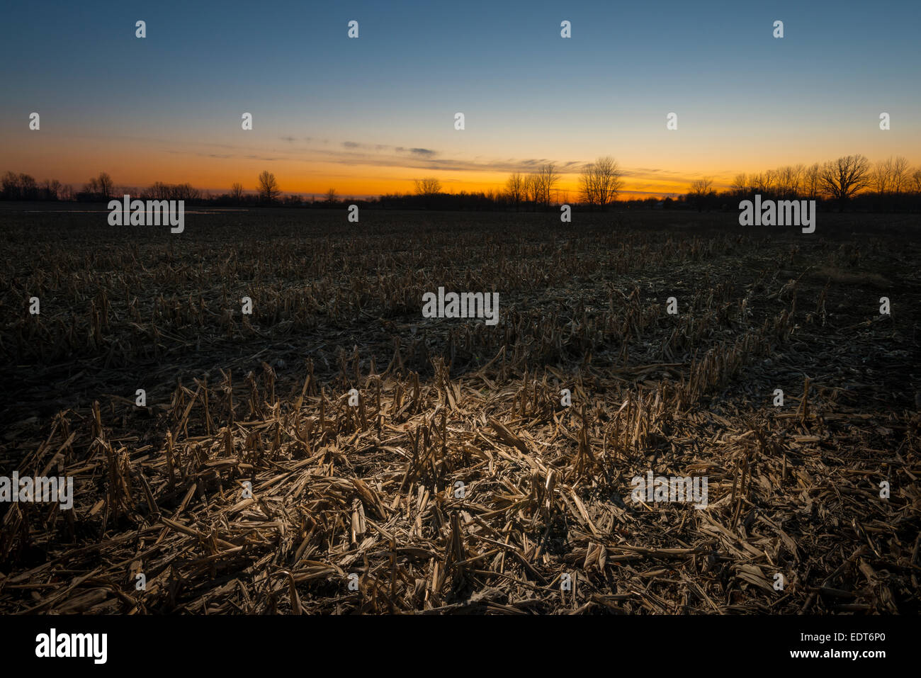 Winter Cornfield With Sunset, Indiana, USA Stock Photo - Alamy